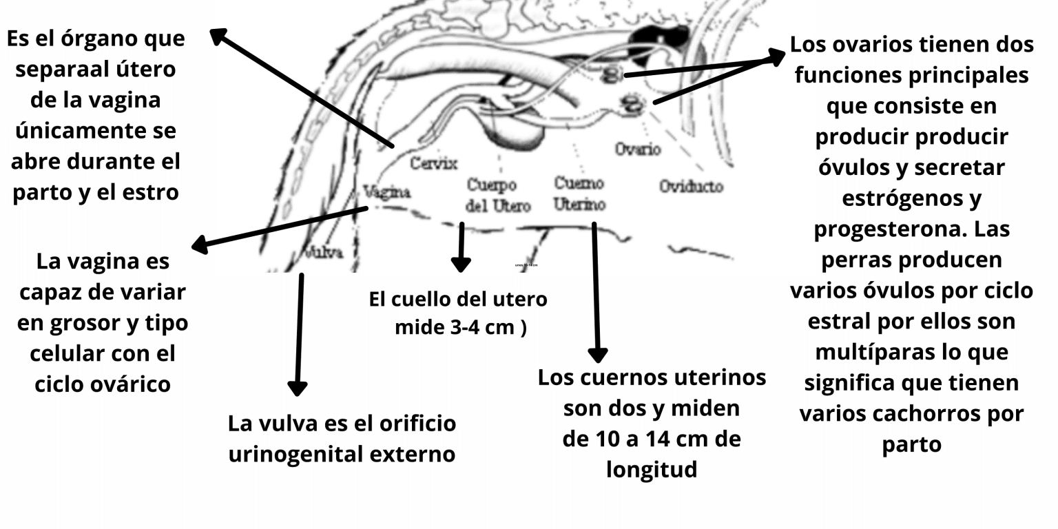 ¿ Que Sabes Sobre El CELO En PERROS?|Resolvemos Todas Tu Dudas