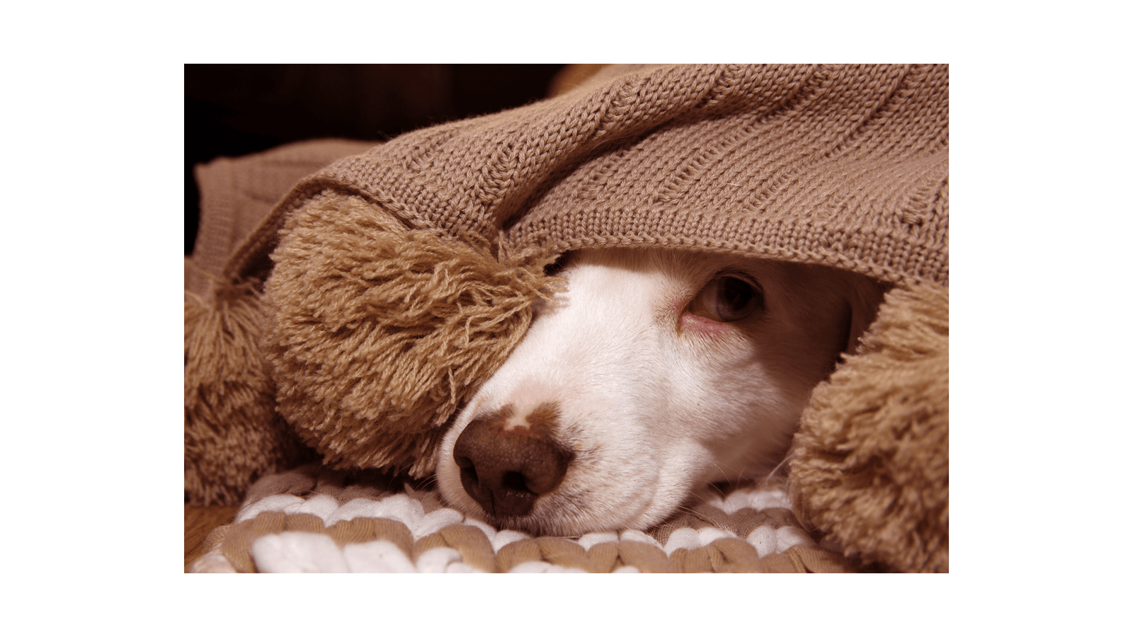 Qué es la ANSIEDAD por separación en PERROS| 👉Causas y TRATAMIENTO