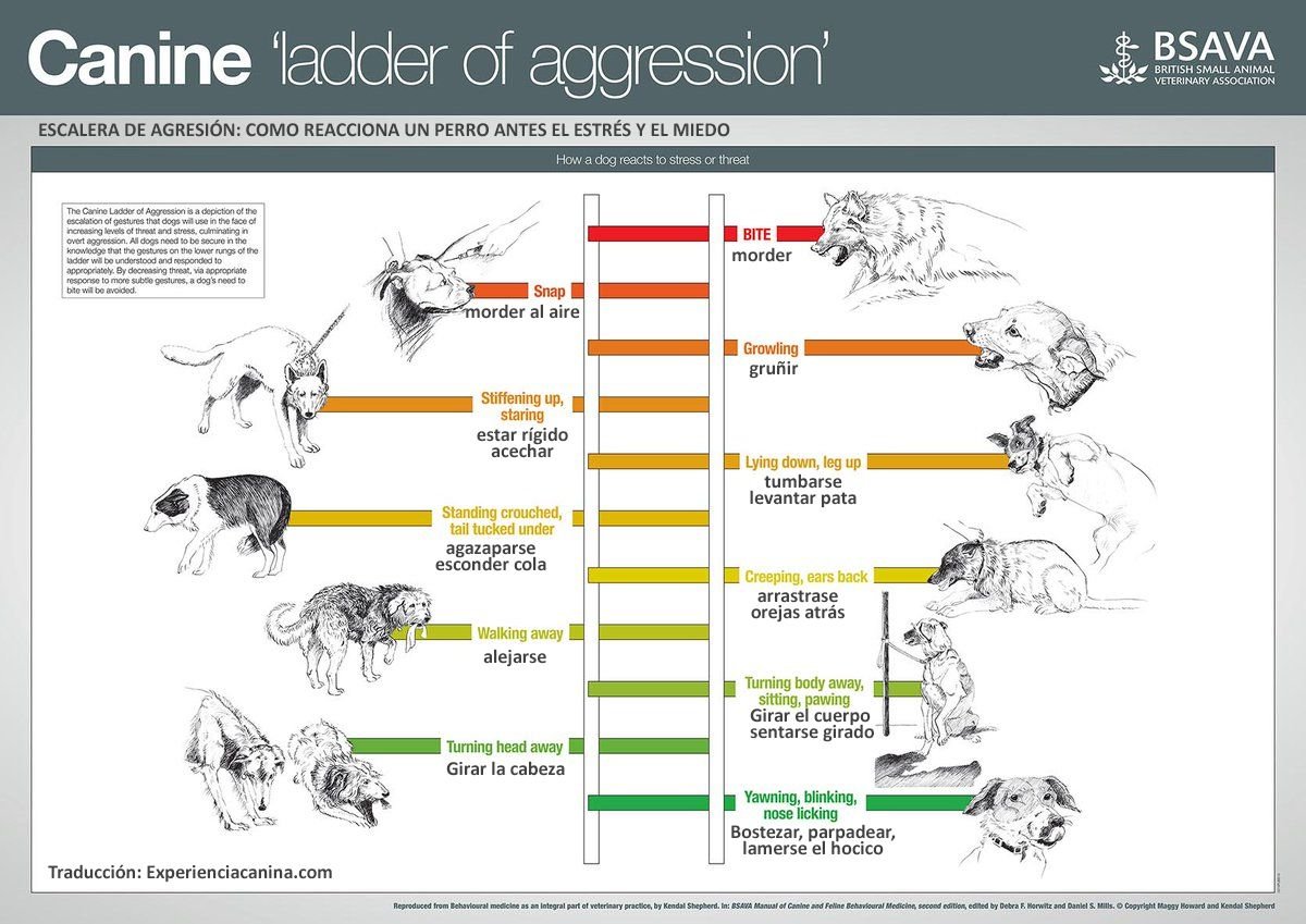 Señales de Agresividad en Perros: Lo Que Debes Saber 🐶