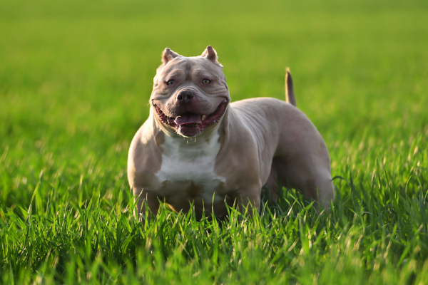 La Prohibici n De Los Perros American Bully XL En Inglaterra La Prohibici n De Los Perros American Bully XL En Inglaterra
