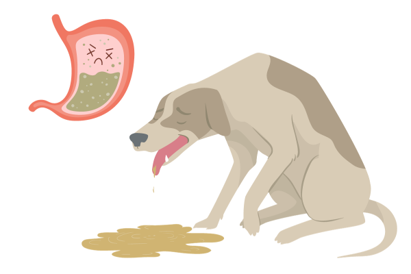 Mi perro vomita amarillo: causas y consejos para su cuidado